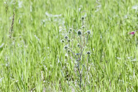 보케와 함께 흐릿한 푸른 잔디에 대한 엉겅퀴 꽃 야생 필드 식물 잡초 가시 클로즈업 분홍색 초원 꽃이있는 자연 배경 야외 자연 성장 자연의 미적 배경 0명에 대한 스톡 사진