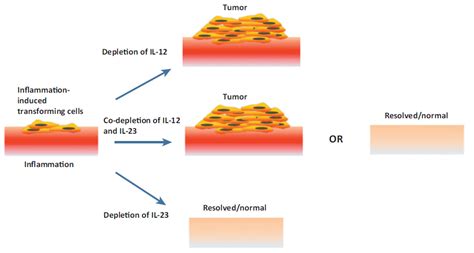 Il 12：先天性免疫 Innate Immunity和 获得性免疫 Adaptive Immunity中的“端水大师”