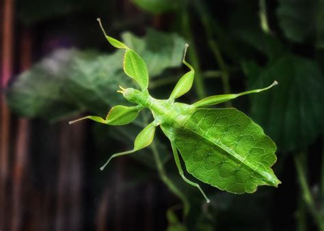 Das laufende Blatt Forum für Naturfotografen