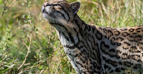 El Regreso Del Tercer Mayor Felino De América Liberaron A La Primera