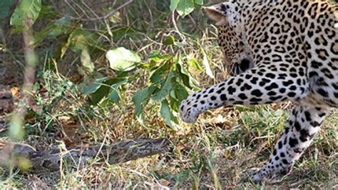 Python Vs Leopards