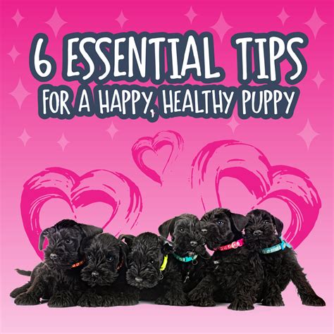 6 Essential Tips For A Happy Healthy Puppy Absolute Dogs
