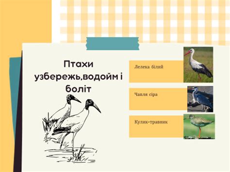 Практична робота №2 Виявлення прикладів пристосувань до способу життя у
