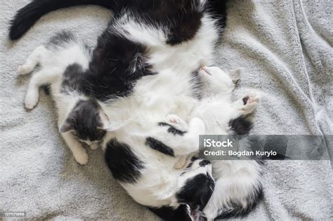 Foto De Gatinhos Adoráveis Dormindo Com Gato Na Cama Macia Família