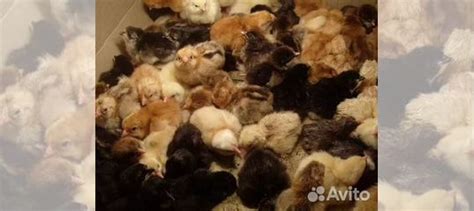 Цыплята купить в Абинске Животные и зоотовары Авито