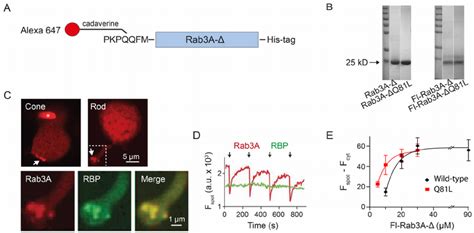 Fl Rab3a Δ Binds To Synaptic Ribbons Download Scientific Diagram