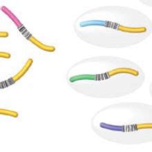 Infographic Single Cell CRISPR Screens The Scientist Magazine