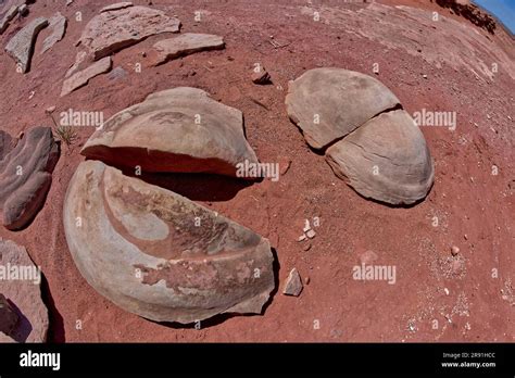 Dinosaur Coprolite Fossil Among Dinosaur Tracks At A Tourist Attraction