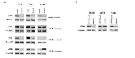 Western Blot Analysis Of Erk Phosphorylation Levels After Sorafenib And