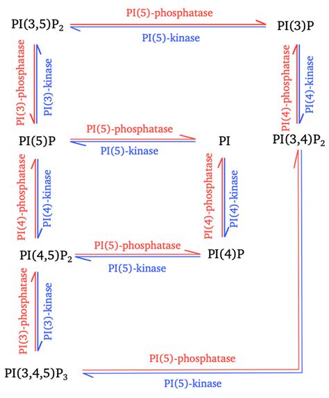 Phosphatidylinositol