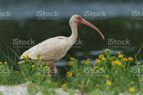 아우터 뱅크스 0명에 대한 스톡 사진 및 기타 이미지 Istock