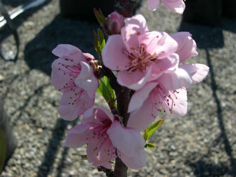 Peach Honey Babe 60cm Standard Springvale Garden Centre