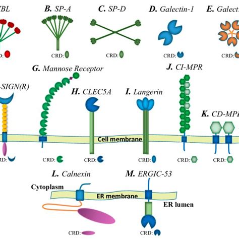 The Roles Of Intracellular Lectins In The Cytosolic Pathway A Download Scientific Diagram