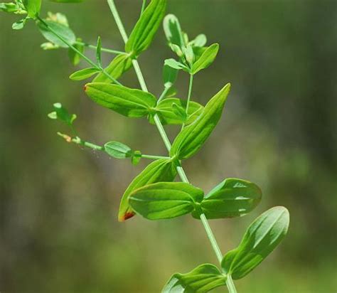 Hypericum Mutilum Page