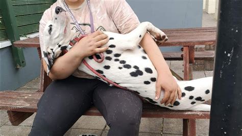 Male Or Female Dalmatian Youtube