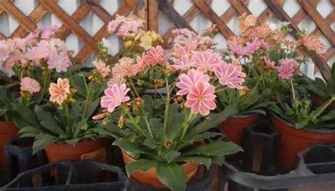 Cotyledon Varieties