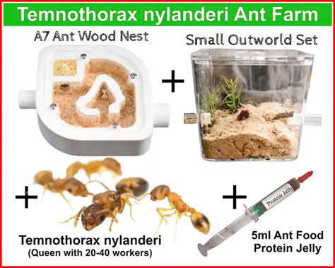 ant farms for beginners best ants uk