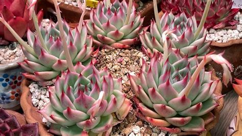 그사이 토스카넬리가 손톱을 세우고 물이 더들었네요 티엠 씨플러스 제이드스타 흑장미 불꽃 사라보니슈퍼클론 등~ 너무 이쁘게 물들었네요~~~~~~💕 Youtube