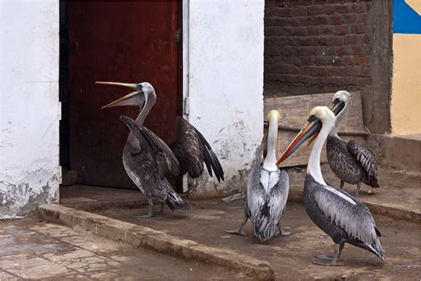 Niemand Zu Hause Foto And Bild Tiere Wildlife Wild Lebende Vögel