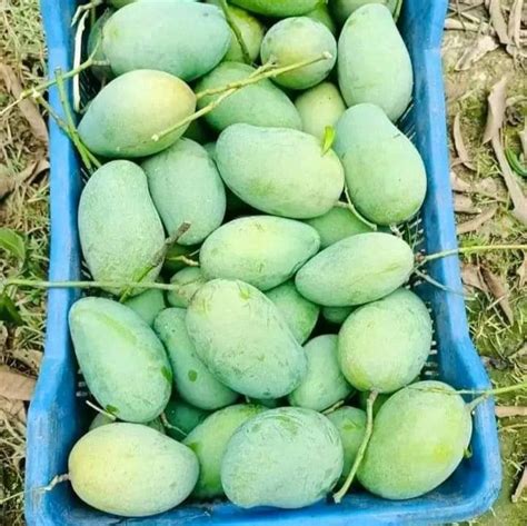 ফ্রেশ মেলা ফ্রেশ মেলা Added A New Photo