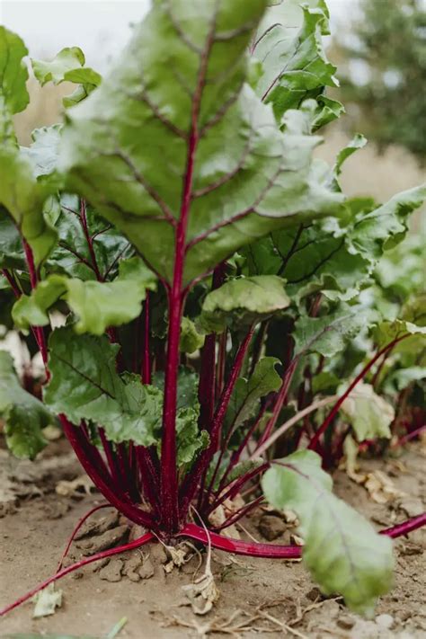 Beets Growth Stages And Timelines With Pictures Thegrow