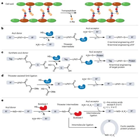 Biochemistry Of Protein And Peptide Ligations Mediated By Sortase And Download Scientific