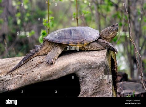 Alligator Snapping Turtle Bite Watermelon