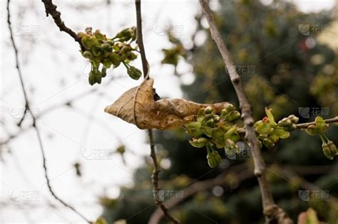 春天樱桃树传统的斯洛伐克染料干果花卉商自然界的状态月樱桃生物