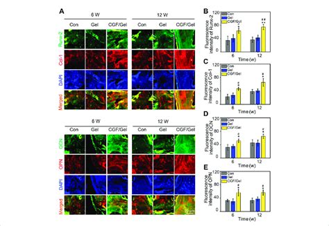 A Immunofluorescence Staining Of Bone Tissue In The Critical Size