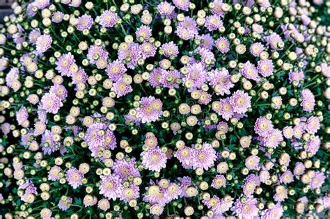 Bouquet Of Purple China Aster Stock Image Image Of Blossoming