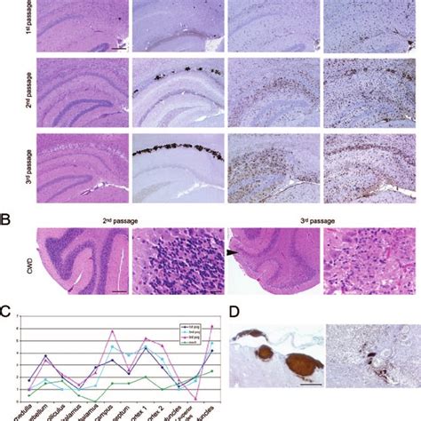Survival Of Tga20 Prp Overexpressing Mice Challenged With Cwd Prions Download Scientific