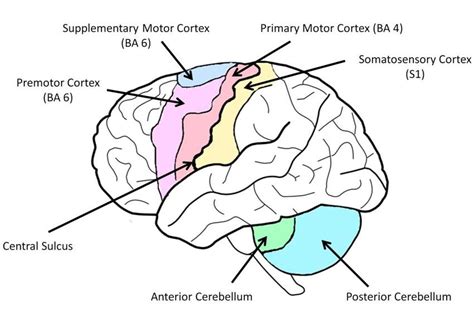 Supplementary Motor Area