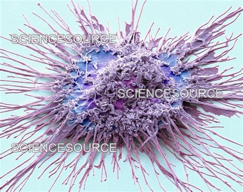 Dendritic Cell Scanning Electron Micr Stock Image Science Source Images