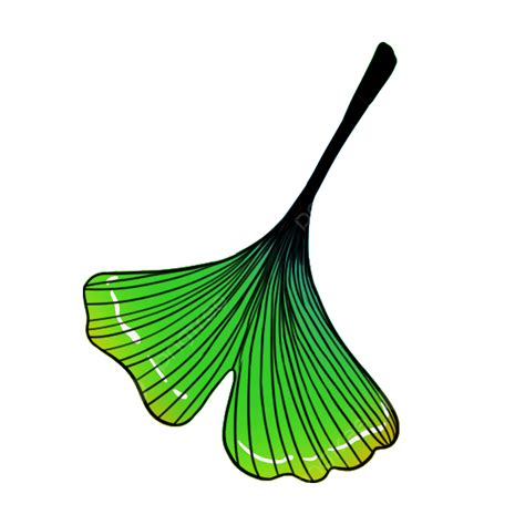 Ginkgo Leaf Clipart Png Images Sketch Style Vector Ginkgo Leaf Green