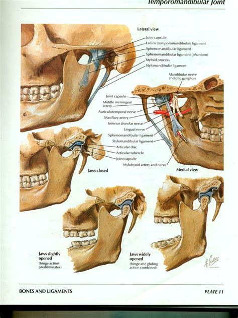 Sphenomandibular Ligament