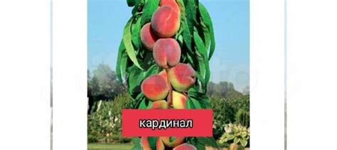 Саженцы колоновидные купить в Нижнем Новгороде | Товары для дома и дачи ...
