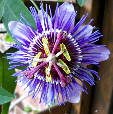 Passiflora Edulis 100 Bulk Seeds Purple Passionflower Vine