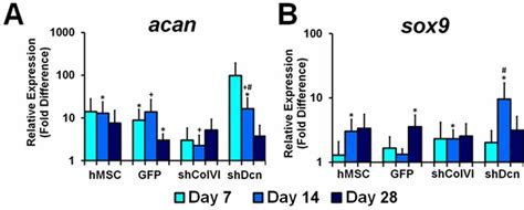Chondrogenic Gene Expression In Control And Knockdown Cells A Gene