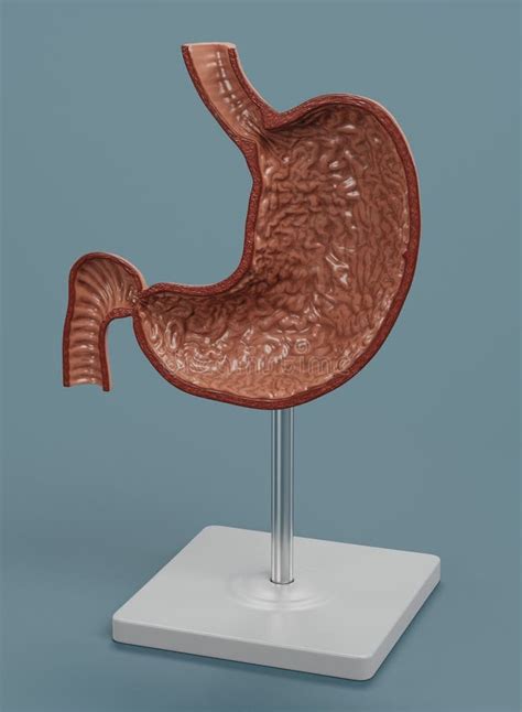 3d Render Of Human Stomach Model Stock Illustration Illustration Of