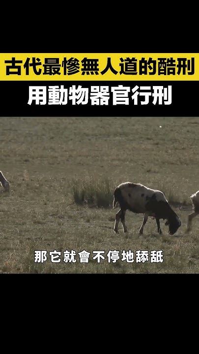 古代最慘無人道的酷刑，用動物器官行刑，讓人在歡樂中死去【愛觀歷史】 历史酷刑慘無人道動物器官 Youtube