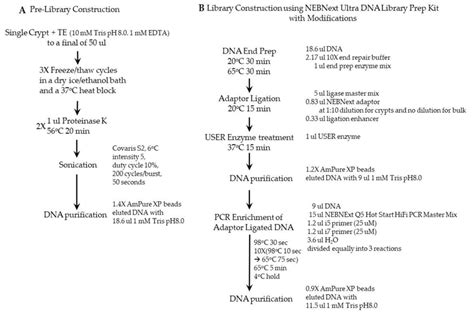 Whole Genome Sequencing Library Construction From Single Colon Crypts
