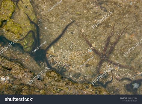 Ophiuroids 이미지 스톡 사진 및 벡터 Shutterstock