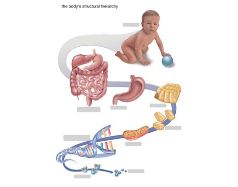 The Bodys Structural Hierarchy — Printable Worksheet