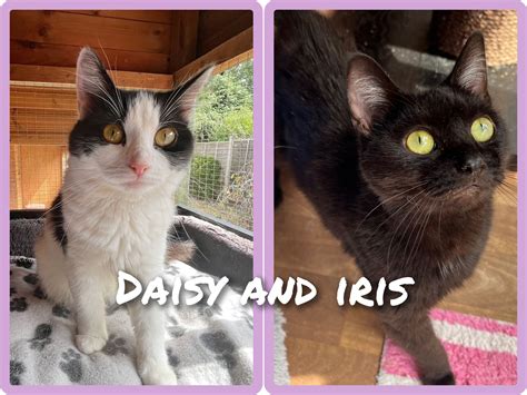 Rspca Daisy And Iris Daisy And Iris Are Both 18 Months Old And Were Brought Into Our Care