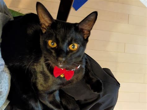 オスの黒猫を探しています