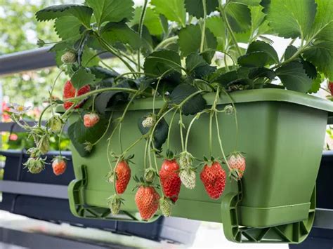 Які ягоди та фрукти вигідно вирощувати в контейнерах дієві поради Читайте на Ukr Net