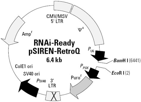 RNAi Ready pSIREN RetroQ质粒图谱载体图谱序列价格抗性测序引物大小等信息 生物风载体