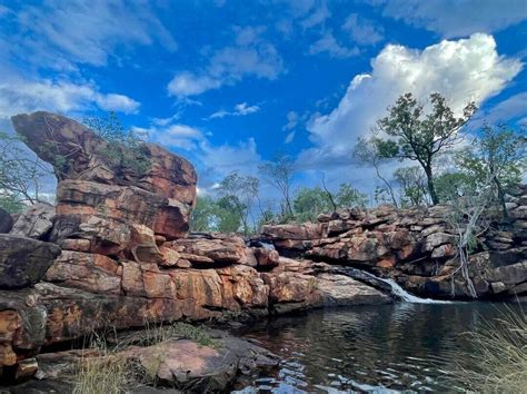 A Blue Frog Was Spotted In Australia What A Rare Mutant Looks Like
