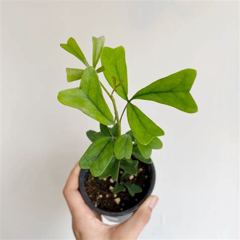 Schefflera Triangularis Plant And Curio
