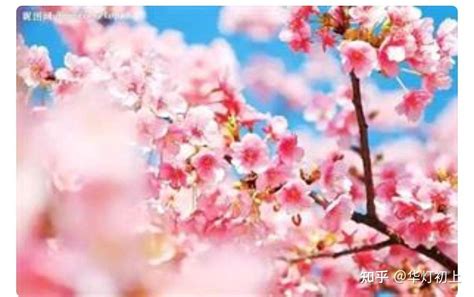 元稹最著名的诗离思赏析 知乎
